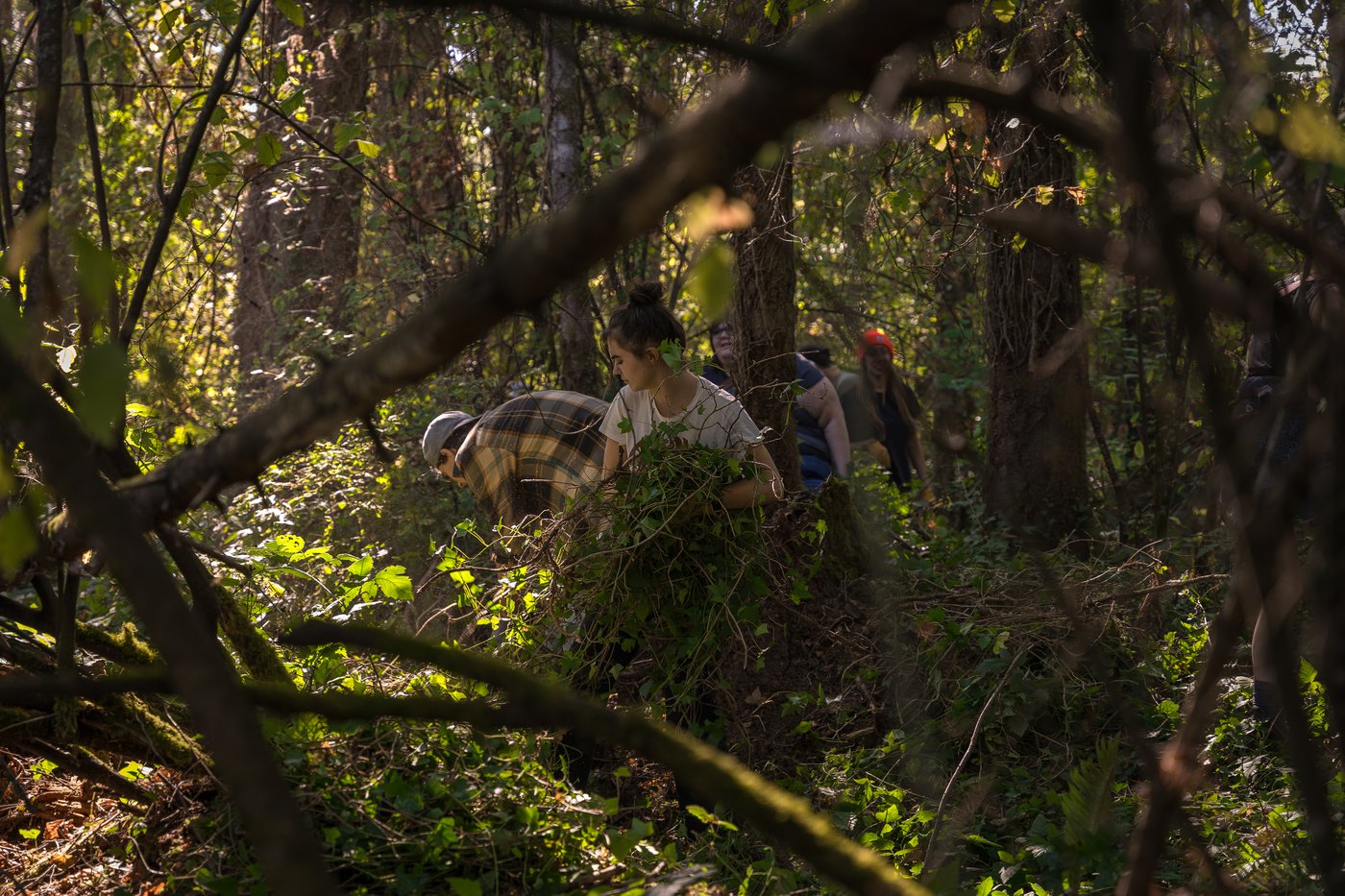 In W̱sÁneĆ Territories Removing Invasive English Ivy Makes Way For Indigenous Plants Capital 